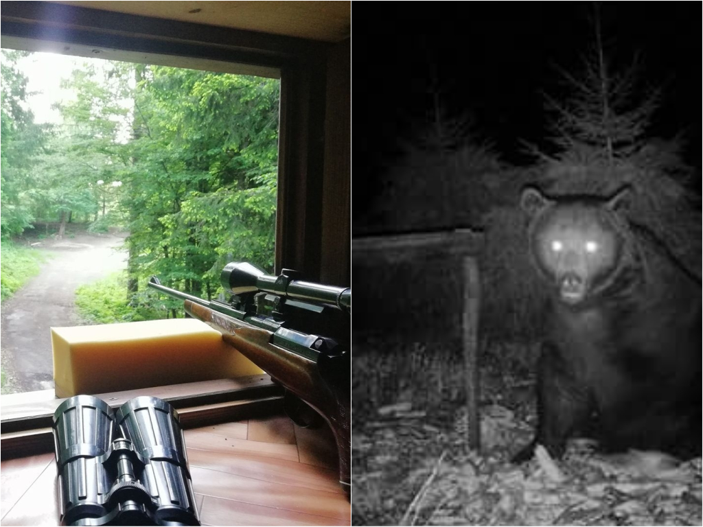 Prijedlog za odstrel 175 medvjeda i 11 vukova – rast populacije u ...